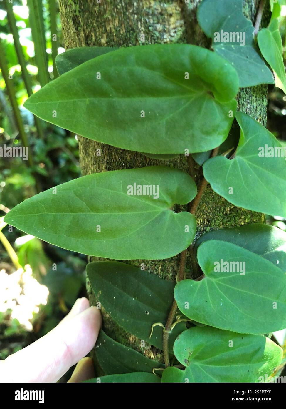 Shaggy Leaf Fig (Ficus villosa Stock Photo - Alamy