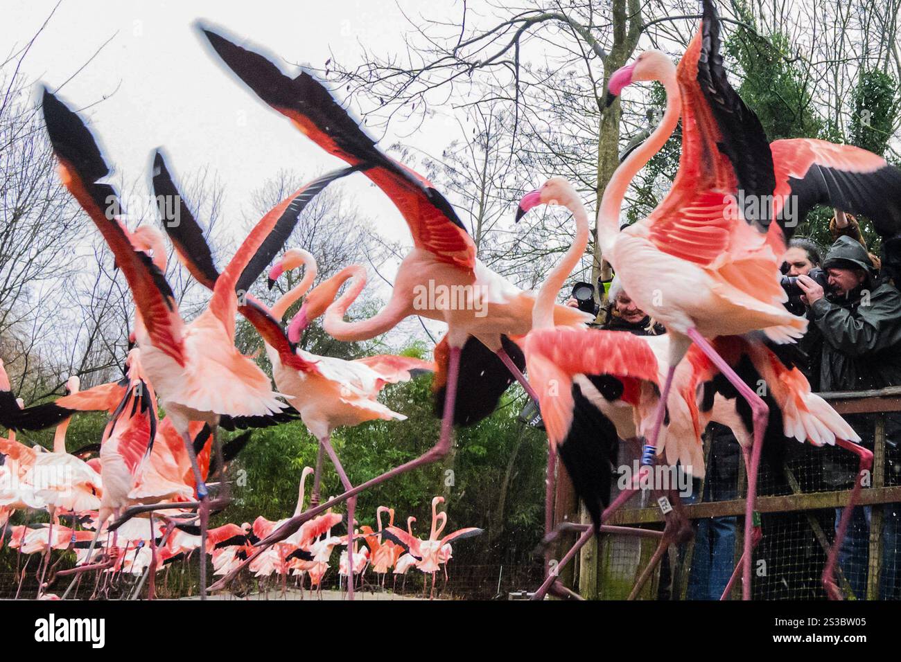 Hanover, Germany. 09th Jan, 2025. Flamingos walk through their ...