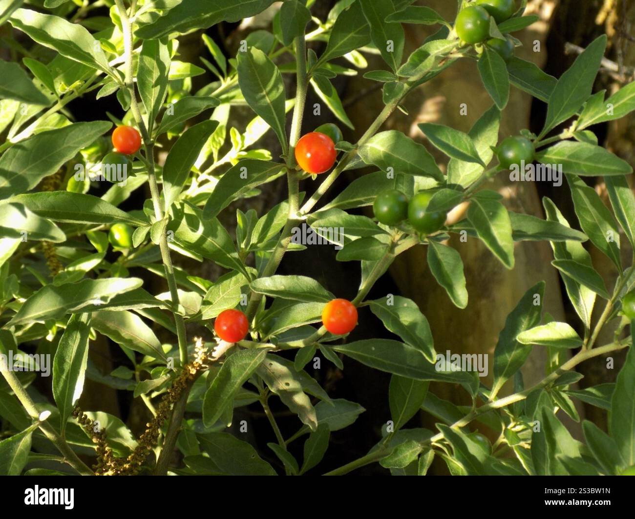 Jerusalem cherry (Solanum pseudocapsicum Stock Photo - Alamy