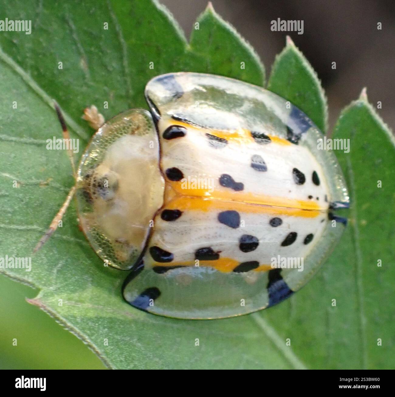 Asian Spotted Tortoise Beetle (Aspidimorpha miliaris Stock Photo - Alamy