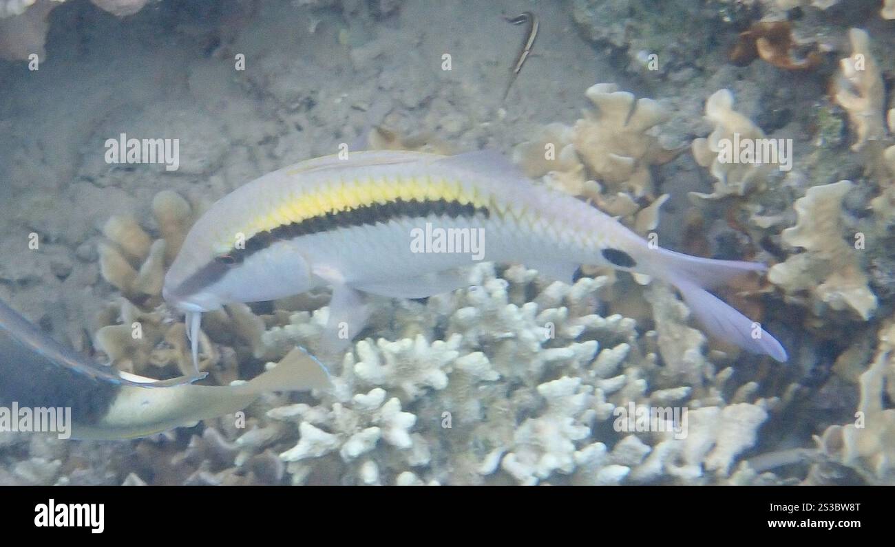 Dot-and-dash Goatfish (Parupeneus barberinus Stock Photo - Alamy