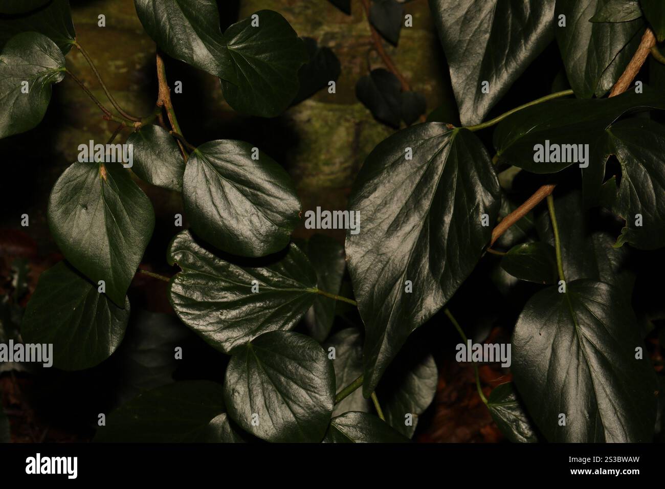 Persian Ivy (Hedera colchica Stock Photo - Alamy