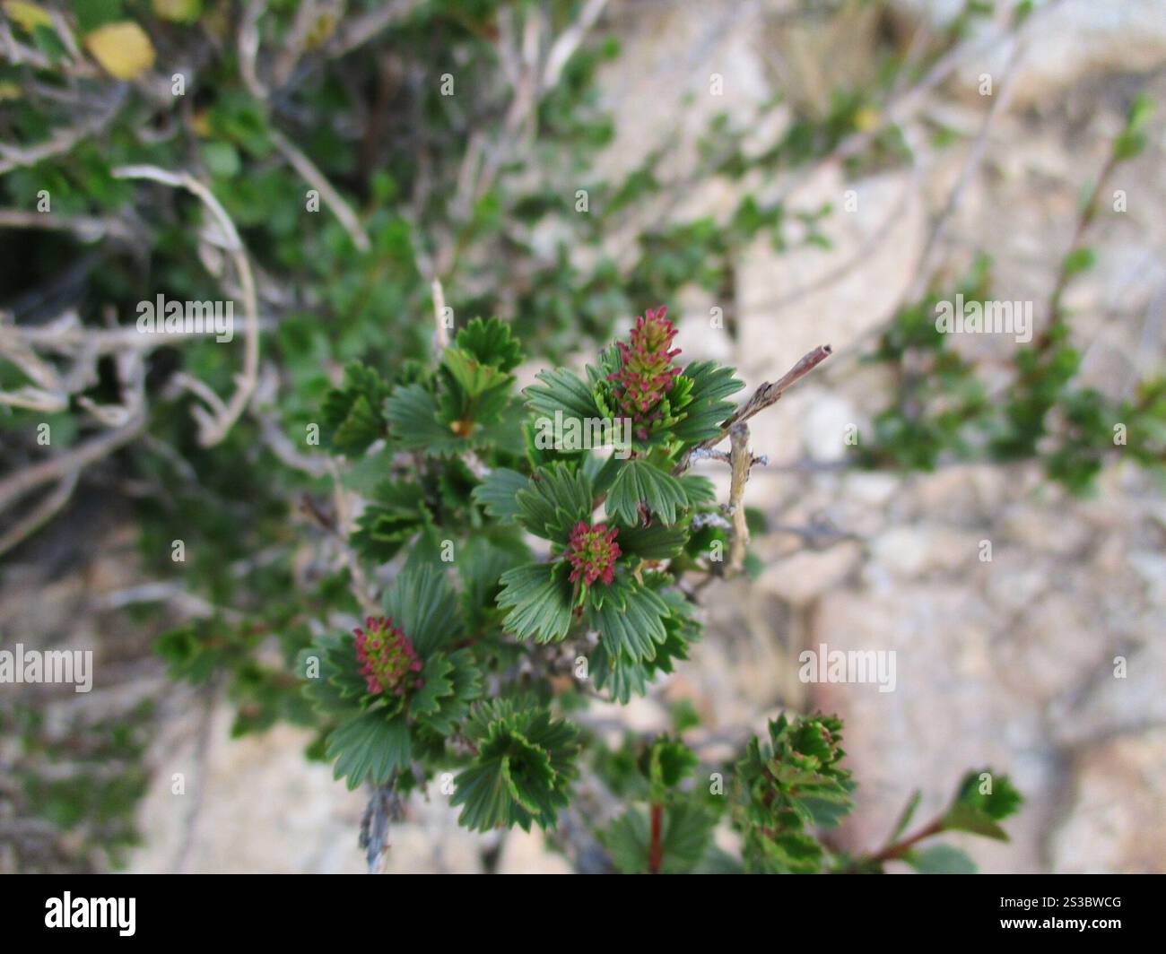 Resurrection Plant (Myrothamnus flabellifolius Stock Photo - Alamy