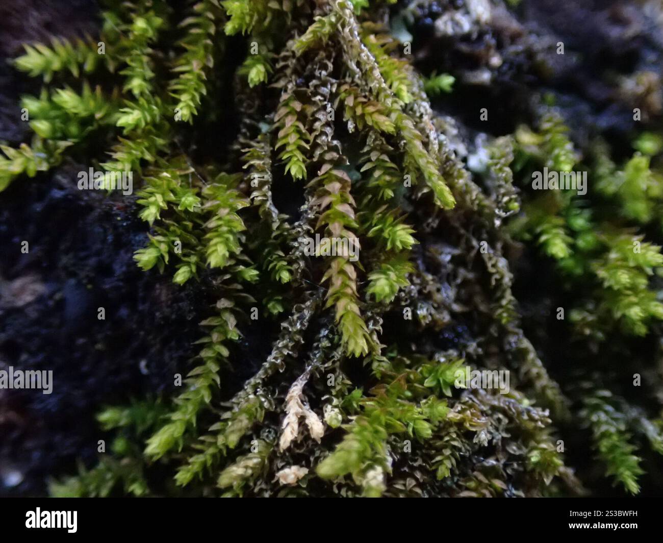 Lindberg's Maple-moss (Lindbergia brachyptera Stock Photo - Alamy