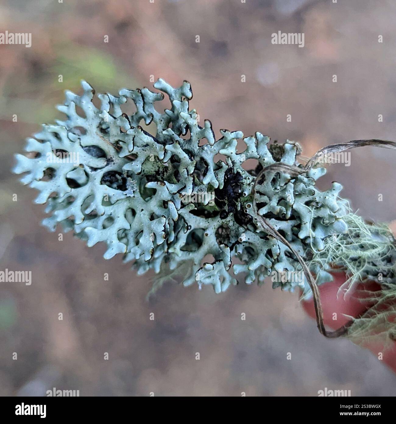 Powder-headed Tube Lichen (Hypogymnia tubulosa Stock Photo - Alamy