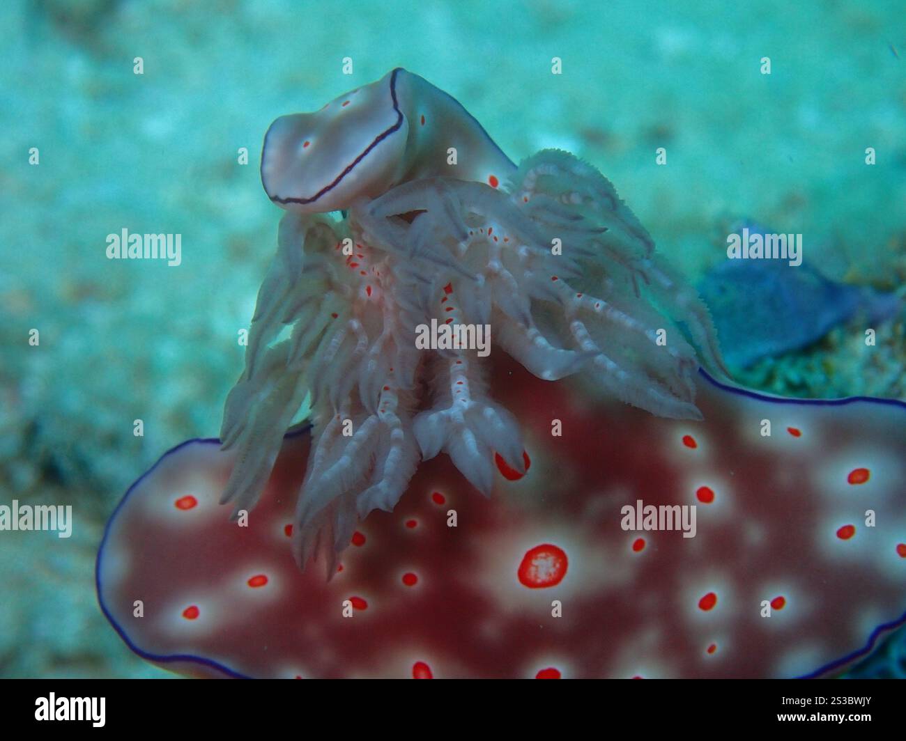 Three-lobed T-bar Nudibranch (Ceratosoma trilobatum Stock Photo - Alamy