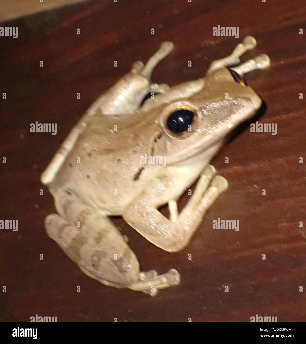 Iskandari hi-res stock photography and images - Alamy