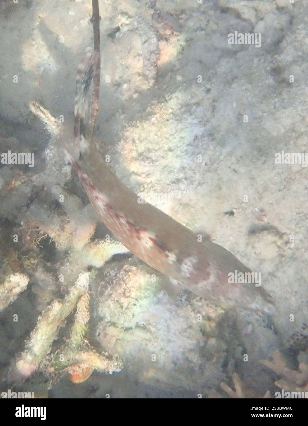 Floral Maori Wrasse (Cheilinus chlorourus Stock Photo - Alamy