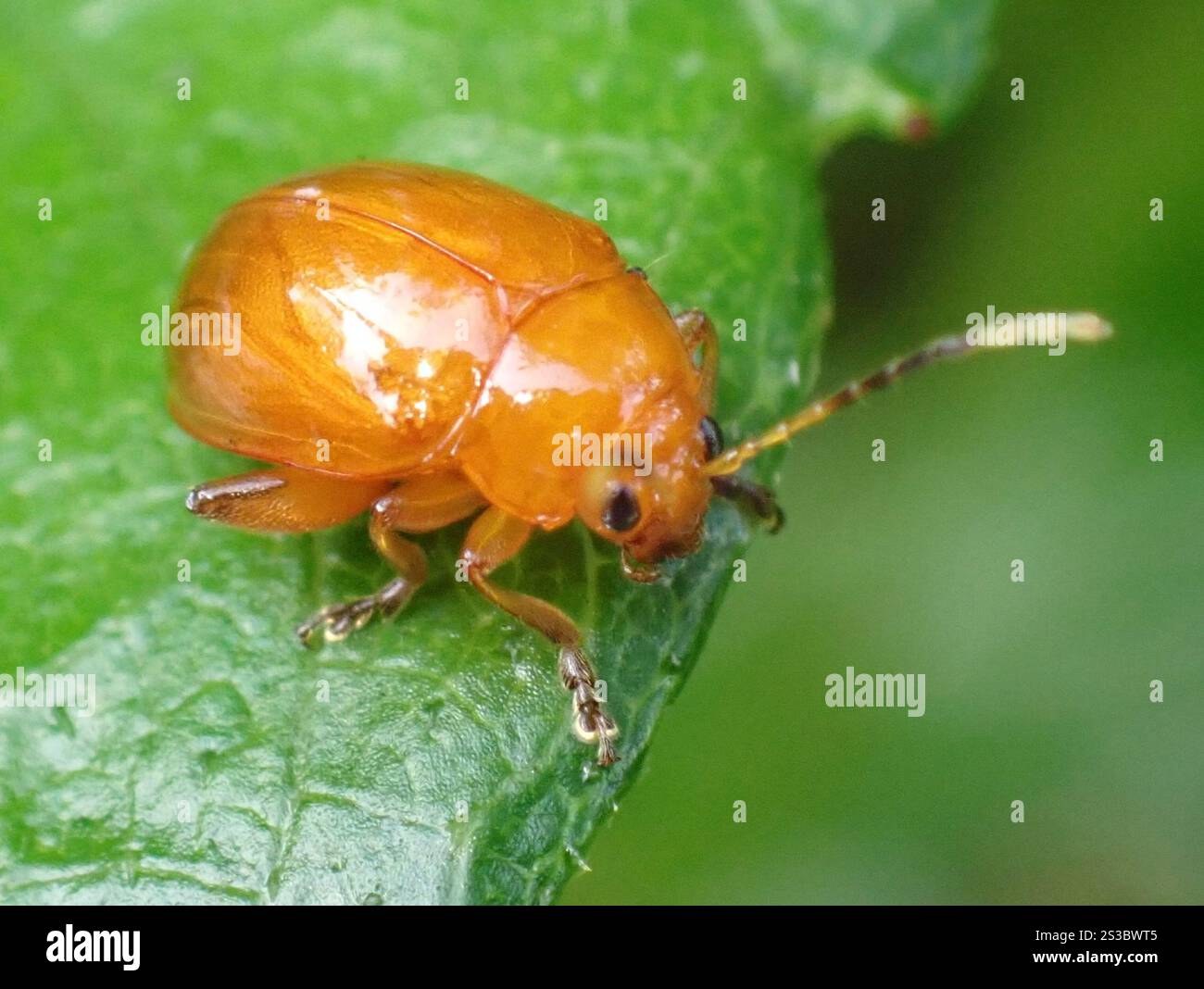 Flea Beetles (Alticini Stock Photo - Alamy