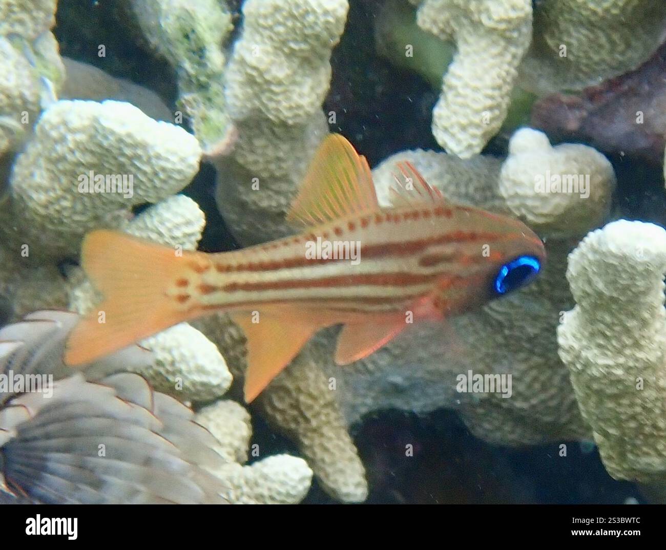 Blue-eye Cardinalfish (Ostorhinchus compressus Stock Photo - Alamy