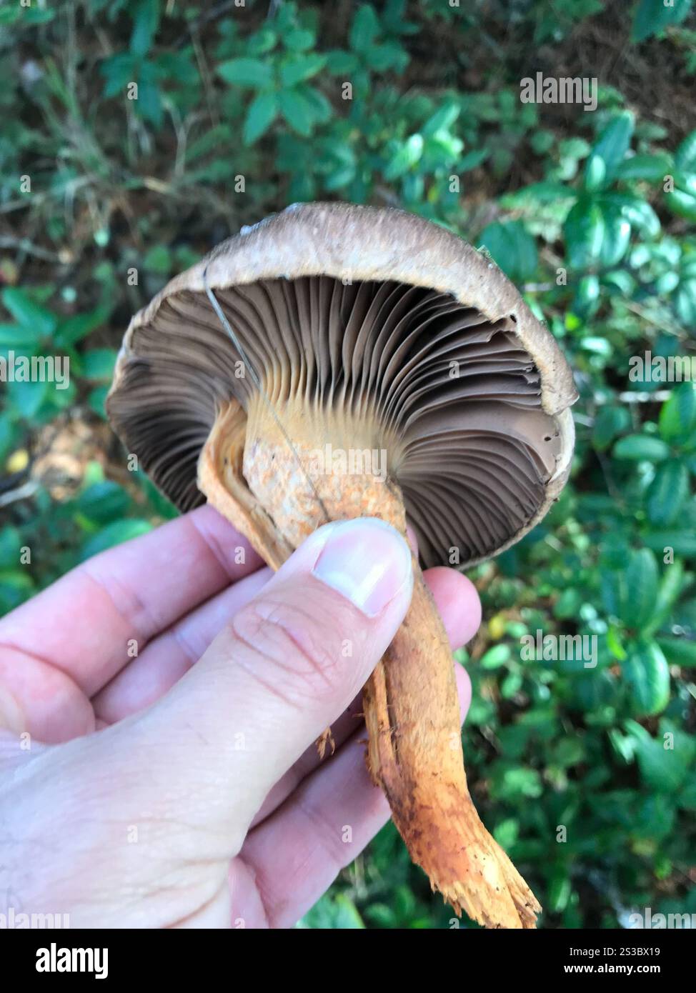 Pine Spikes (Chroogomphus vinicolor Stock Photo - Alamy