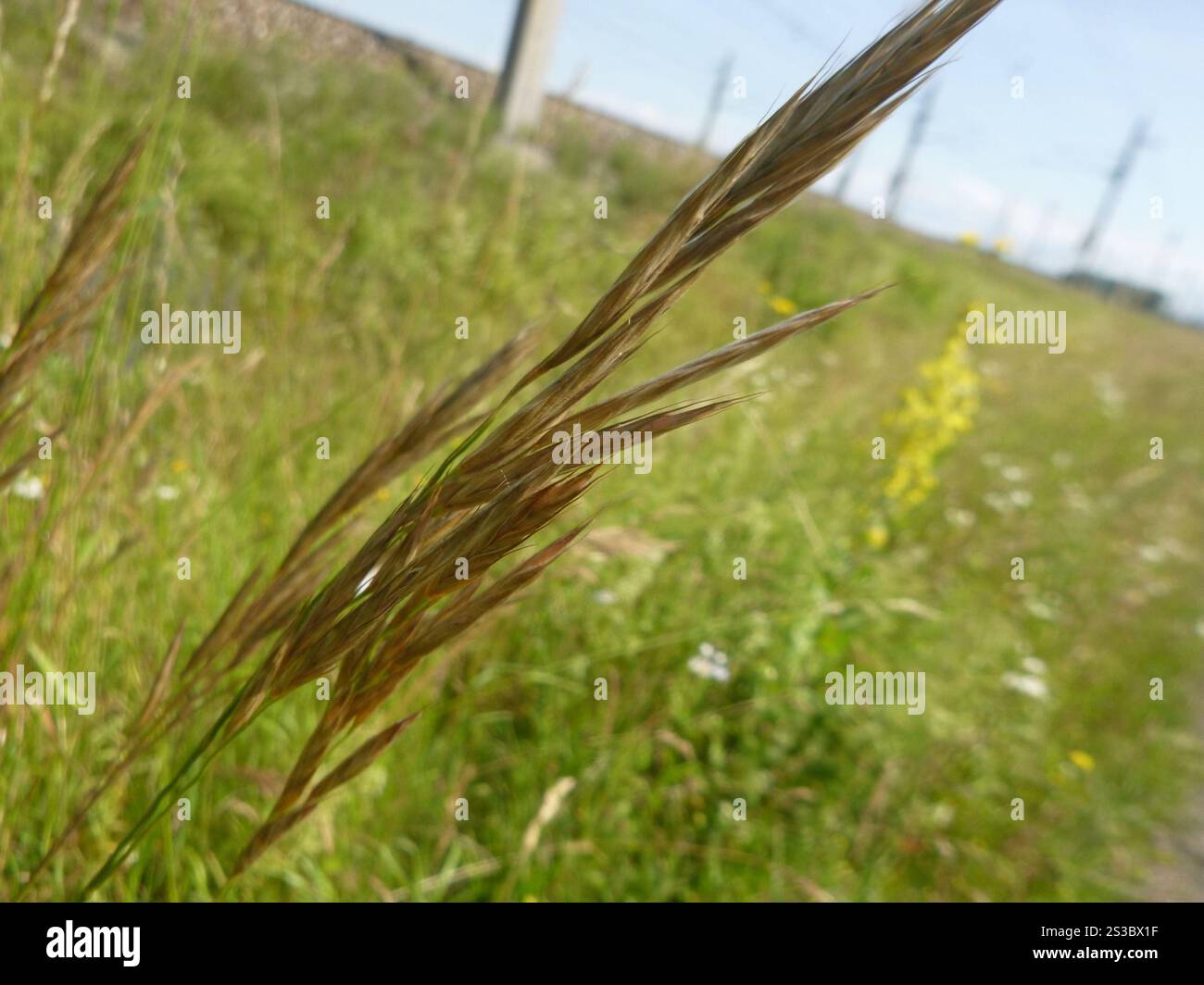 Upright Brome (Bromus erectus Stock Photo - Alamy