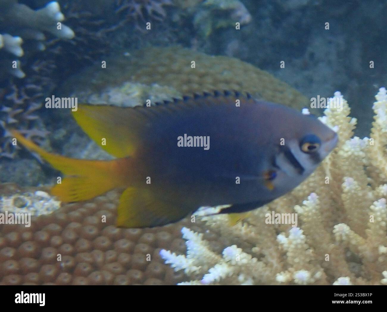 Indo-Pacific Yellowtail Damsel (Neoglyphidodon nigroris Stock Photo - Alamy