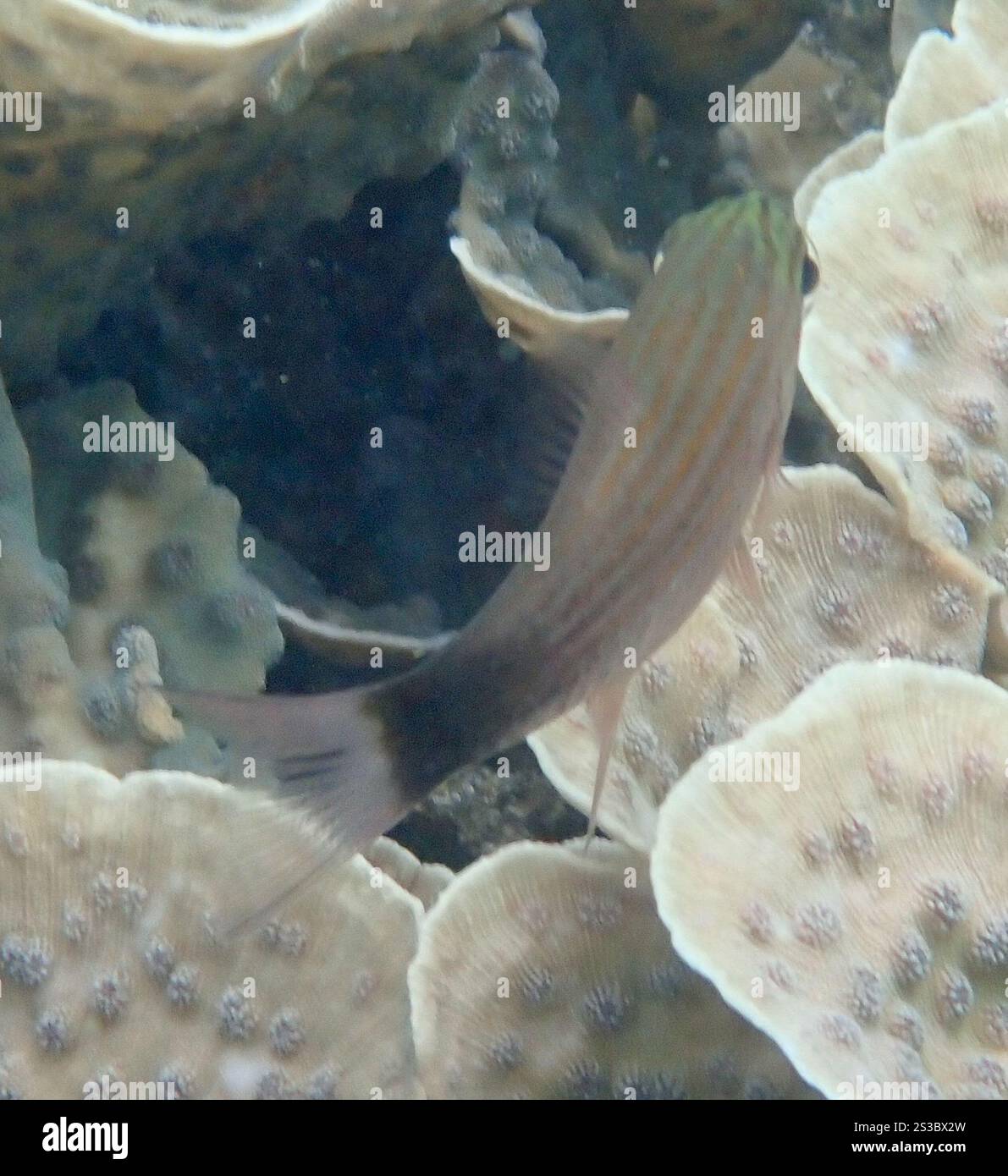 Wolf Cardinalfish (Cheilodipterus artus Stock Photo - Alamy