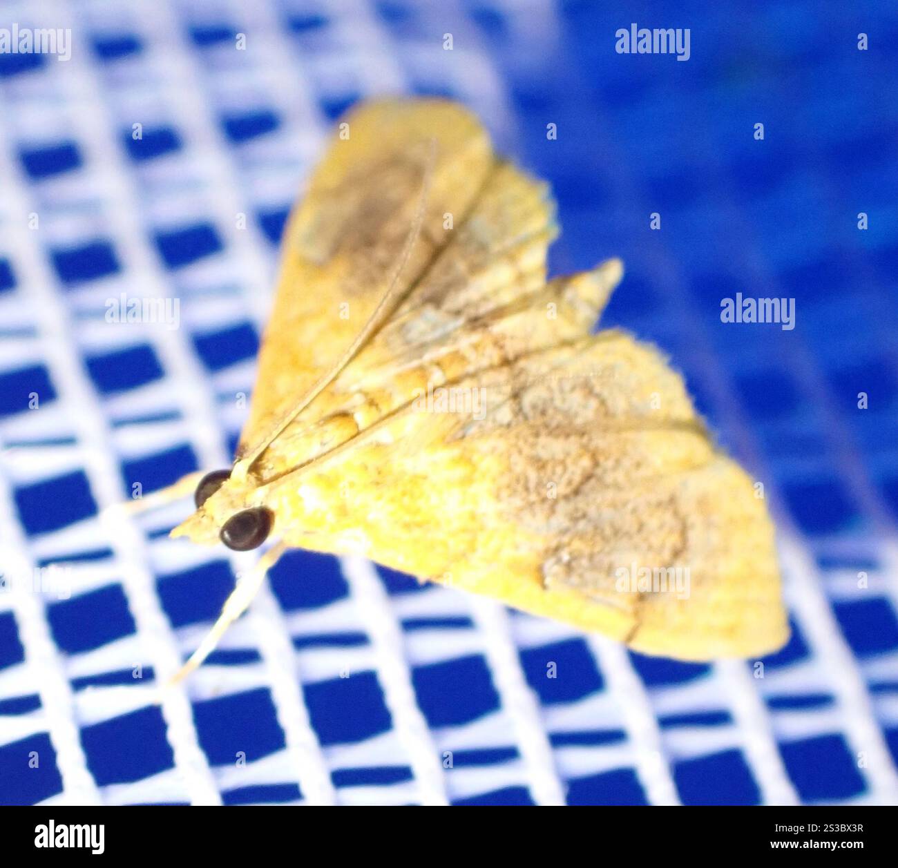 Mabra hi-res stock photography and images - Alamy