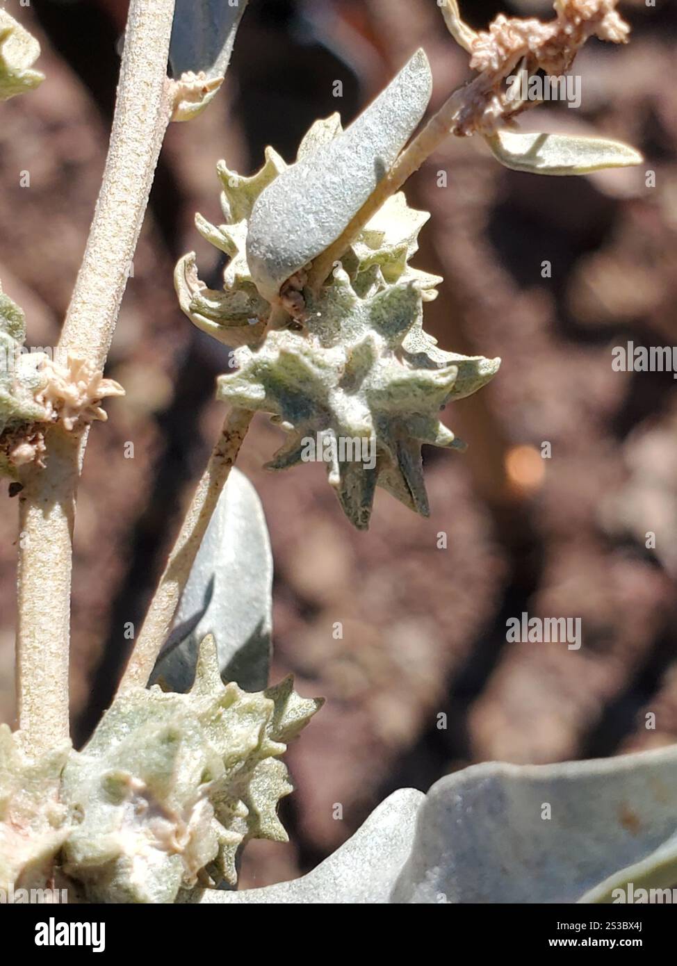 Wheelscale Saltbush (Atriplex elegans Stock Photo - Alamy