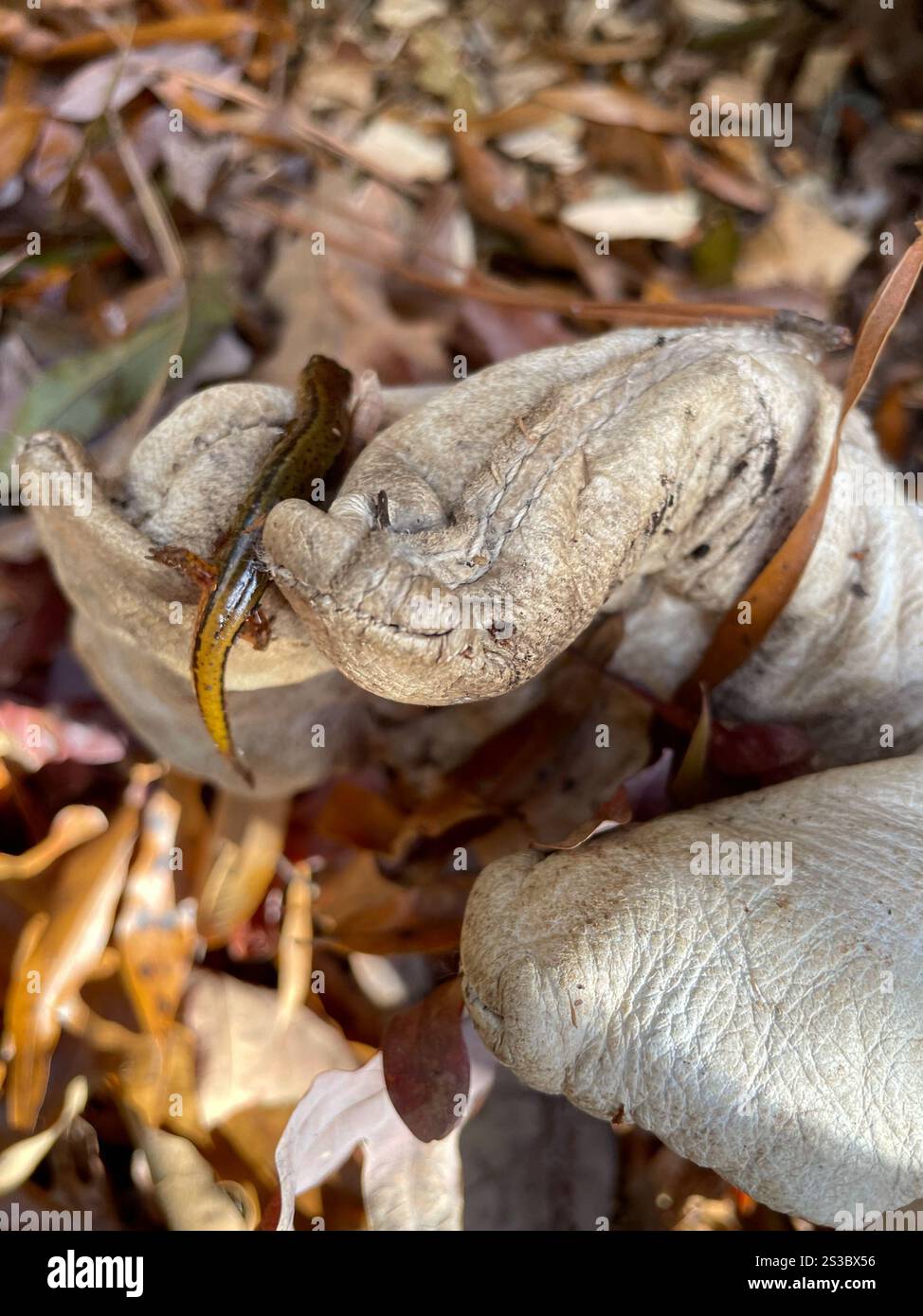 Southern Two-lined Salamander (Eurycea cirrigera Stock Photo - Alamy