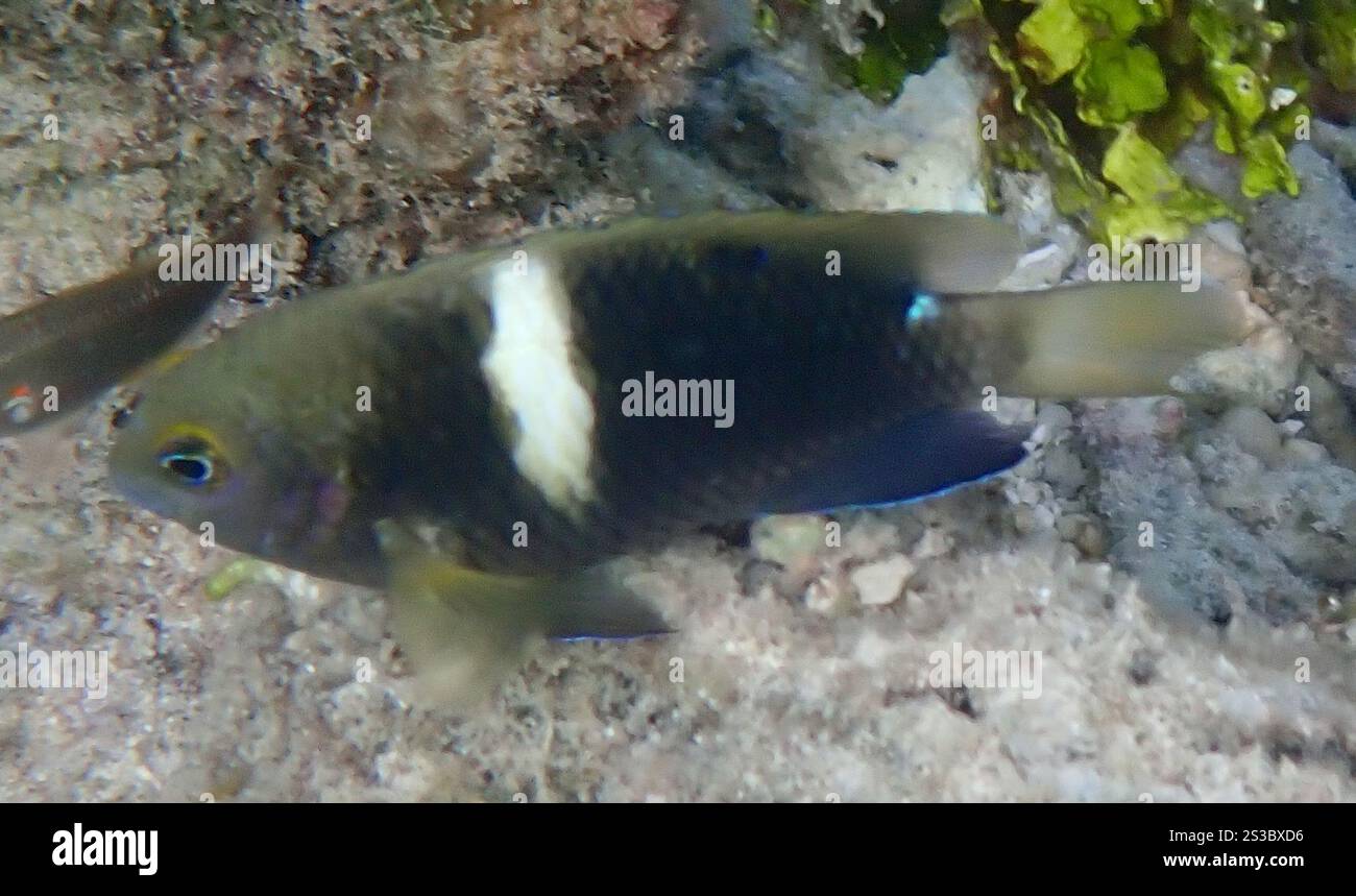 Chrysiptera biocellata hi-res stock photography and images - Alamy