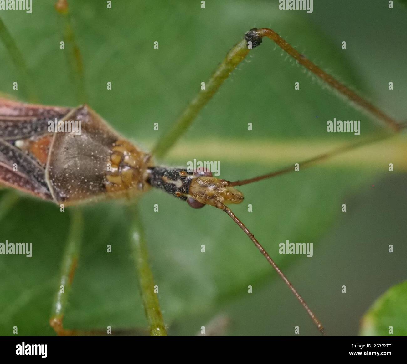 Leafhopper Assassin Bug (Zelus renardii Stock Photo - Alamy