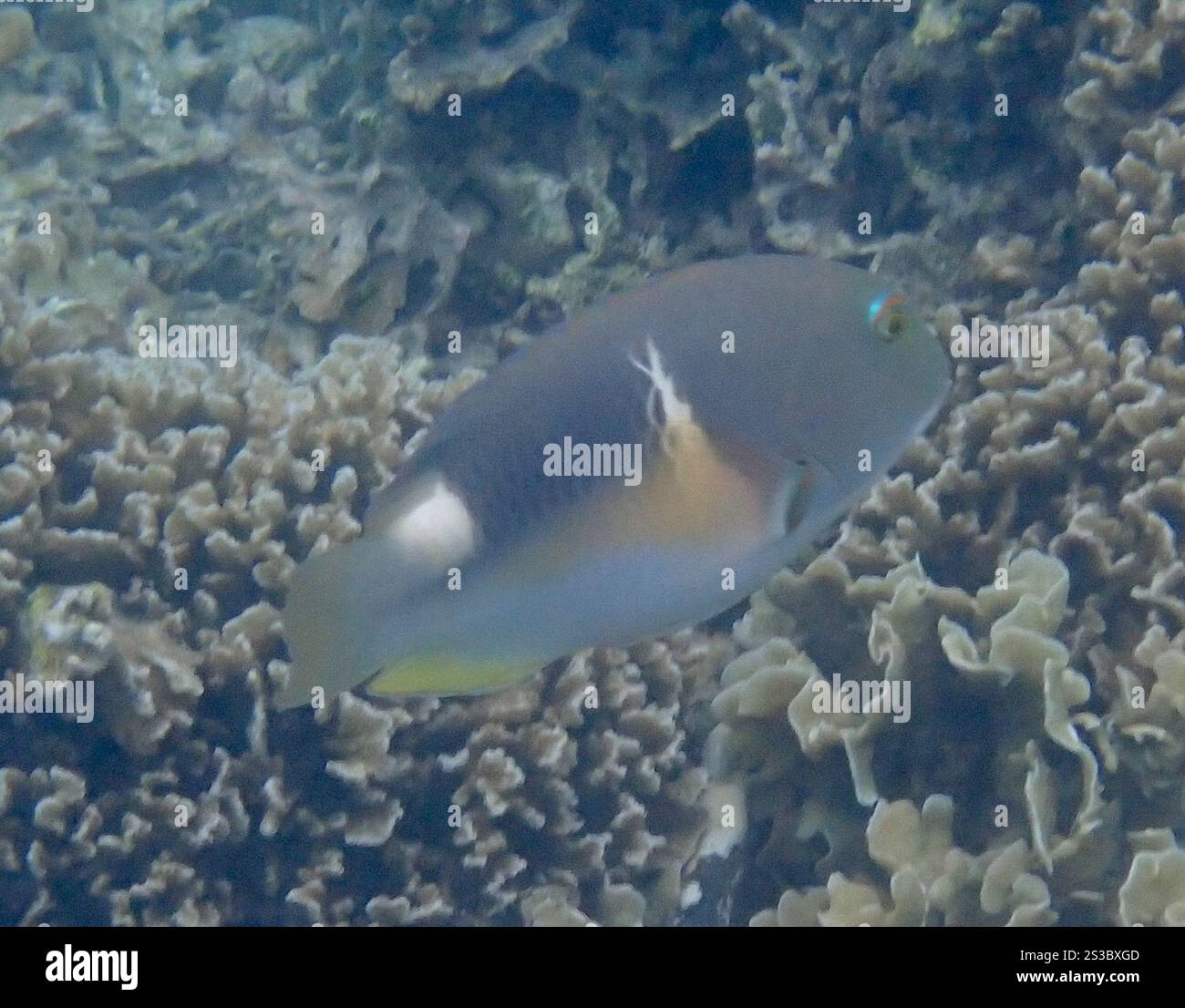 Anchor tuskfish hi-res stock photography and images - Alamy