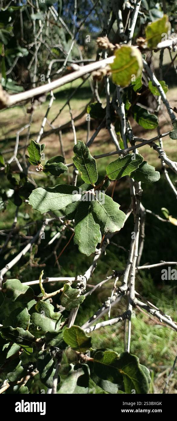 Engelmann oak (Quercus engelmannii Stock Photo - Alamy