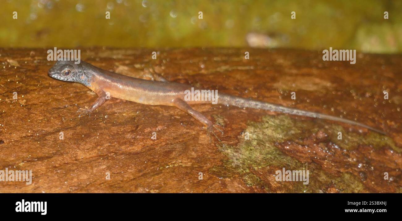 Asian Forest Skinks (Sphenomorphus Stock Photo - Alamy