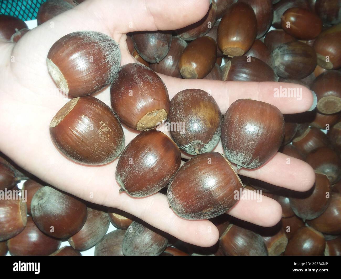 swamp chestnut oak (Quercus michauxii Stock Photo - Alamy