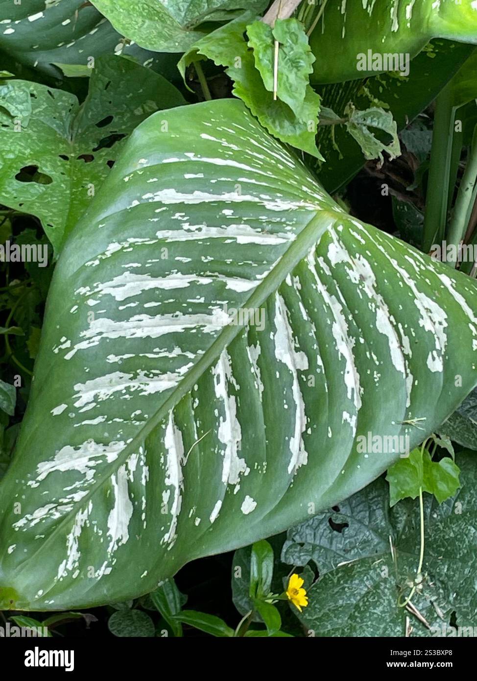 tuftroot (Dieffenbachia seguine Stock Photo - Alamy
