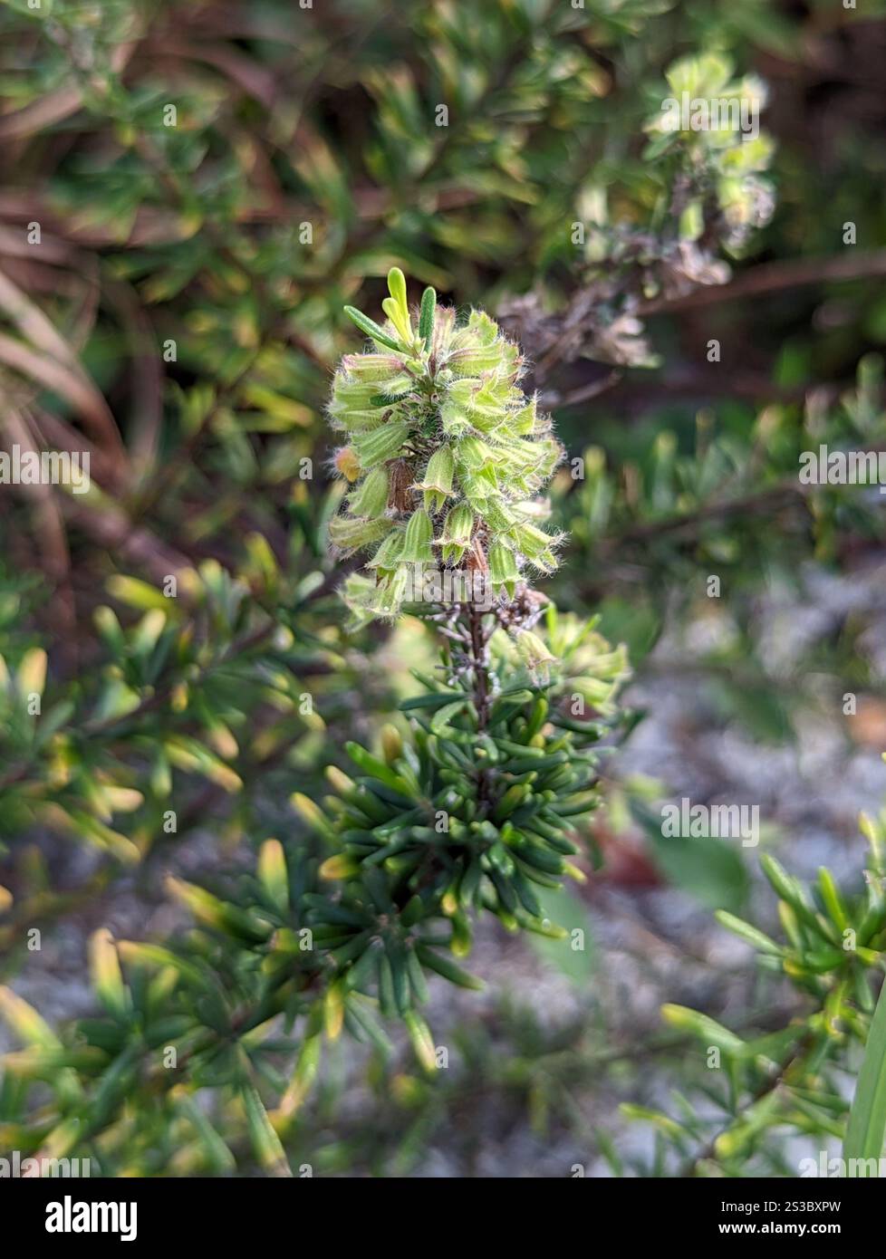 Largeflower False Rosemary (Conradina grandiflora Stock Photo - Alamy
