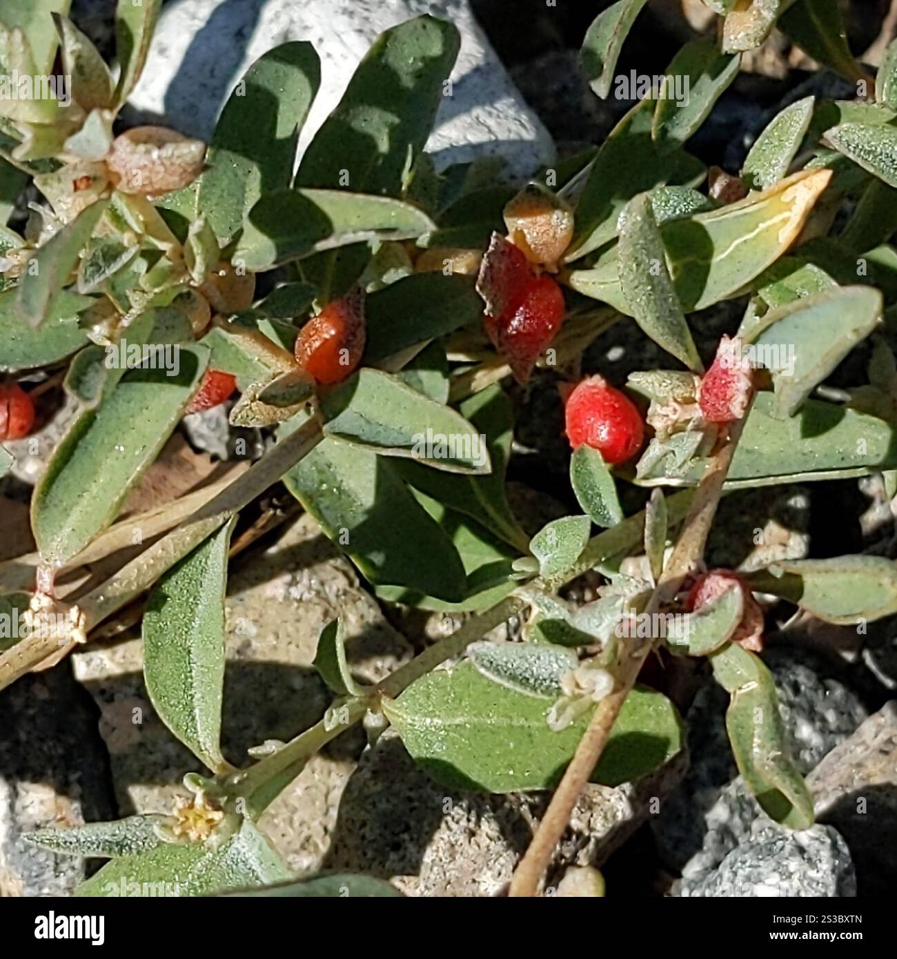 berry saltbush (Atriplex semibaccata Stock Photo - Alamy