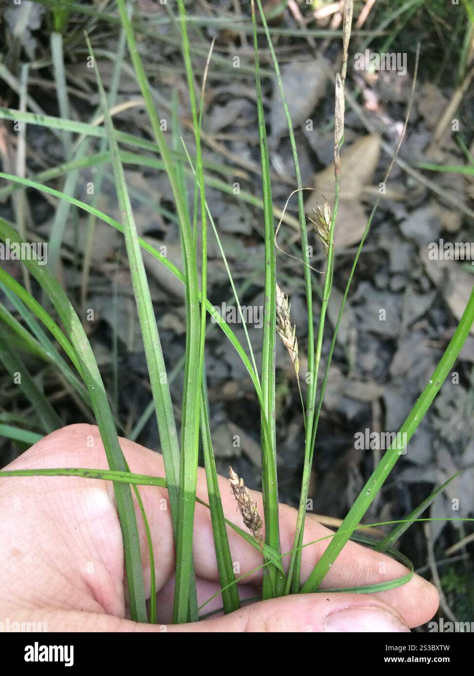 Cherokee sedge (Carex cherokeensis Stock Photo - Alamy