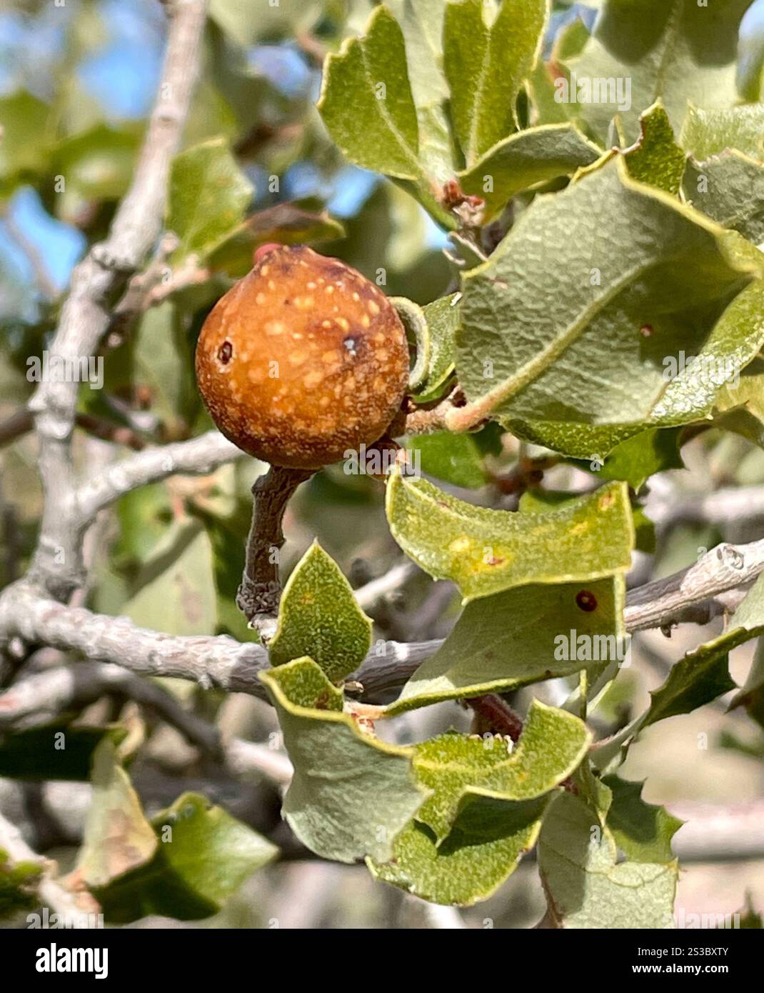 Beaked Twig Gall Wasp (Burnettweldia plumbella Stock Photo - Alamy