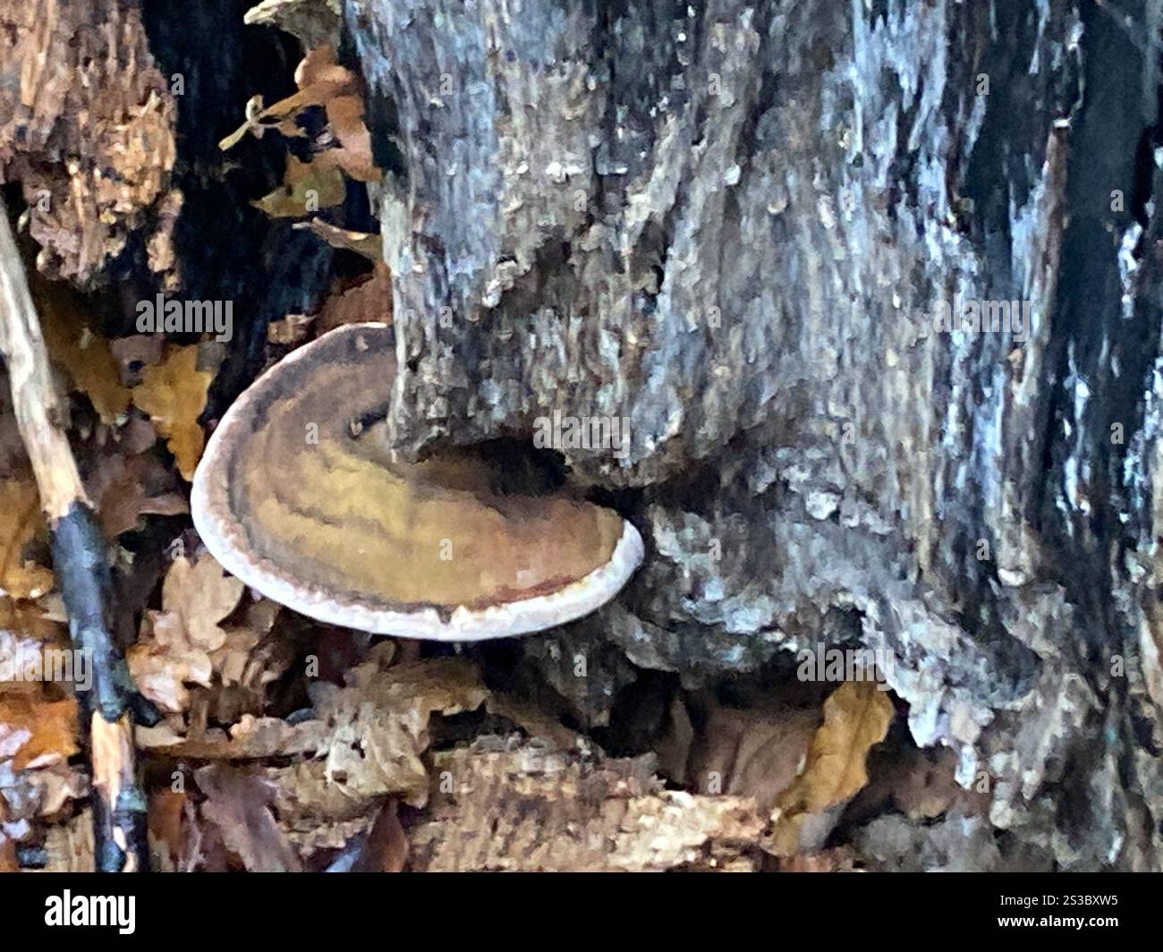 artist's bracket (Ganoderma applanatum Stock Photo - Alamy