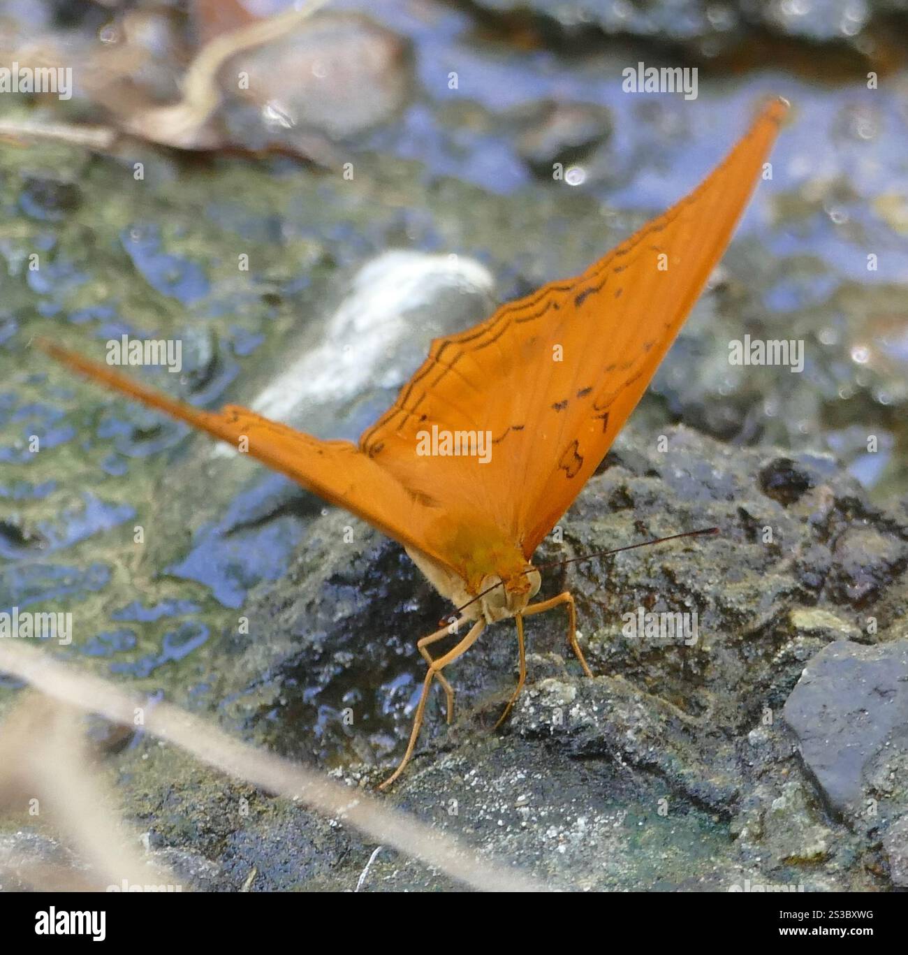 Vindula dejone vindula dejone hi-res stock photography and images - Alamy