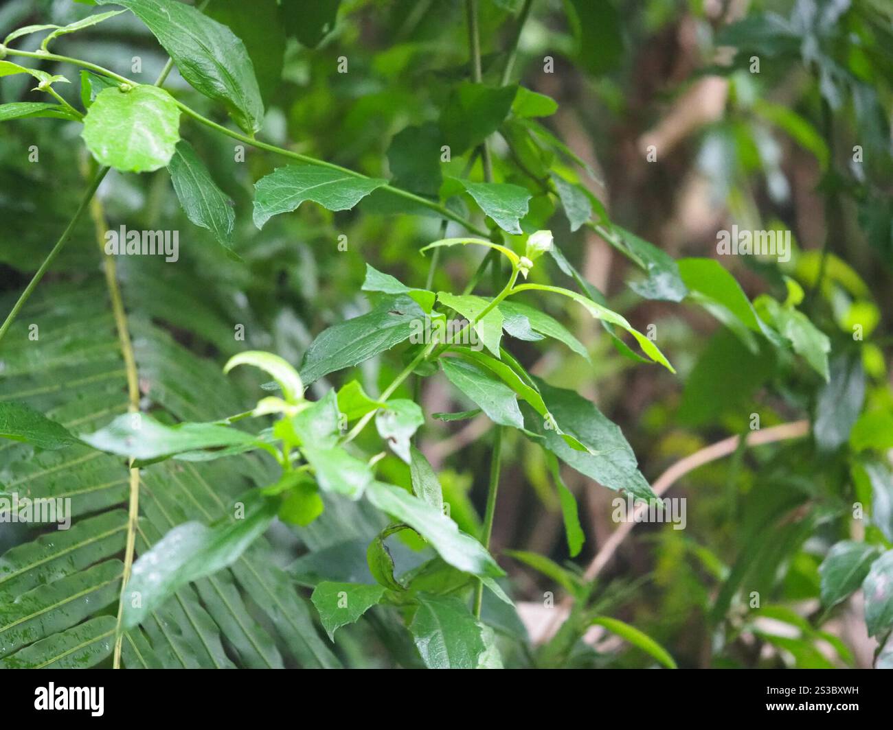Big-flowered Blumea (Blumea megacephala Stock Photo - Alamy