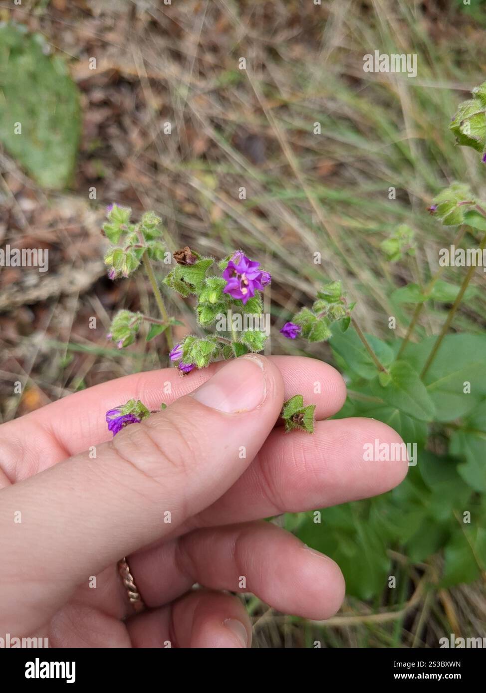 Wild Four o'Clock (Mirabilis nyctaginea Stock Photo - Alamy