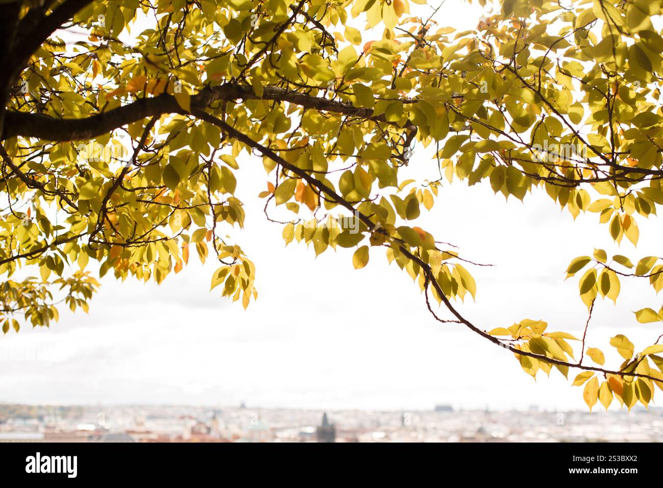 autumn trees in the park Stock Photo - Alamy