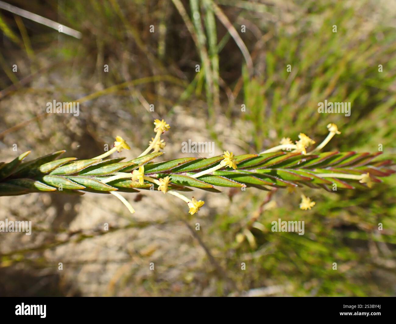 Woolly Capespray (Struthiola tomentosa Stock Photo - Alamy
