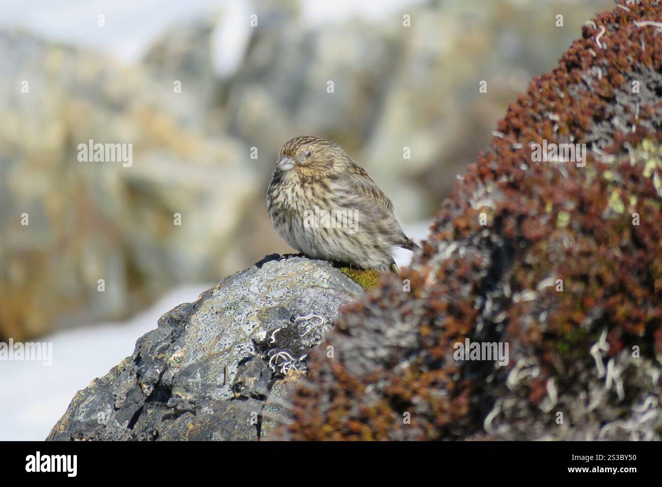 Yellow-bridled Finch (Melanodera xanthogramma Stock Photo - Alamy