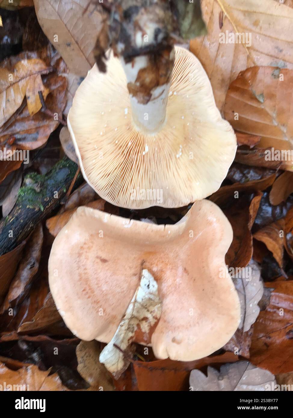 Oakbug Milkcap (Lactarius quietus Stock Photo - Alamy