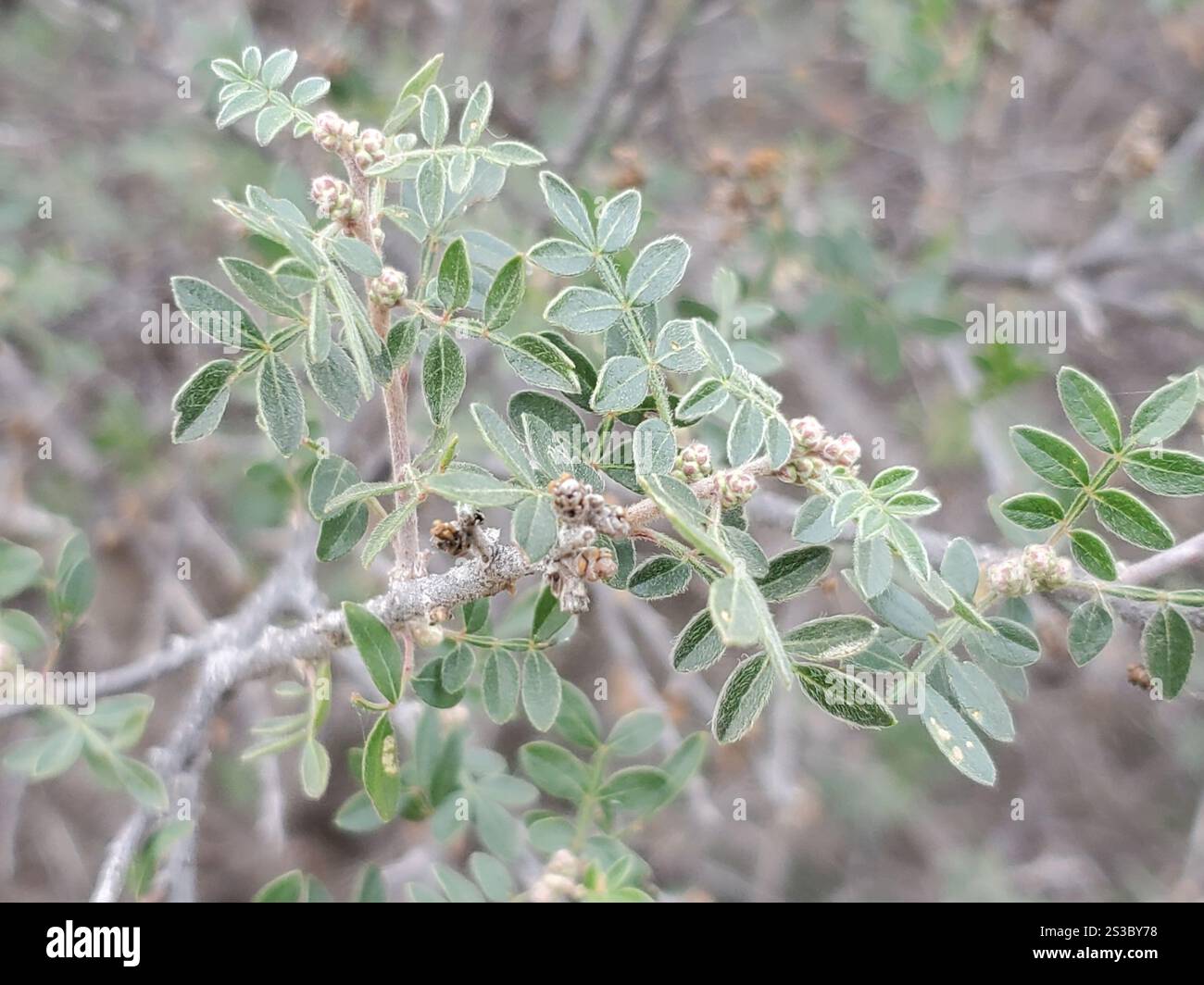 little leaf sumac (Rhus microphylla Stock Photo - Alamy