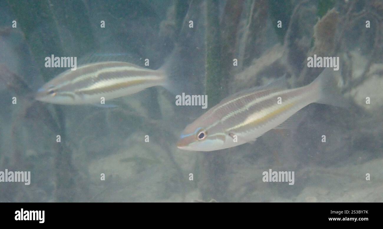 Three-striped Whiptail (Pentapodus trivittatus Stock Photo - Alamy