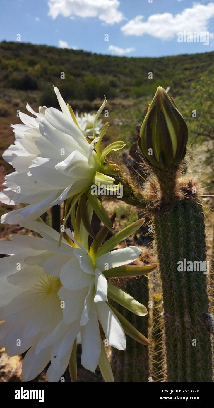 torch cactus (Trichocereus spachianus Stock Photo - Alamy