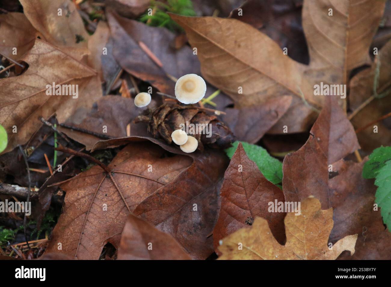 Conifercone hi-res stock photography and images - Alamy