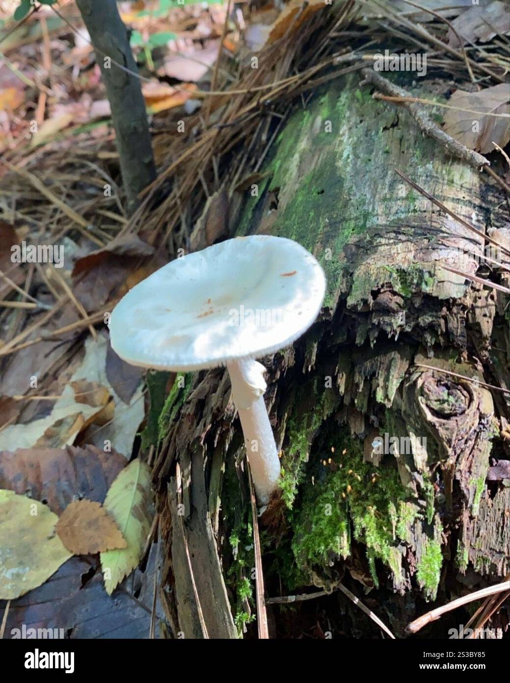 Eastern North American Destroying Angel (Amanita bisporigera Stock ...