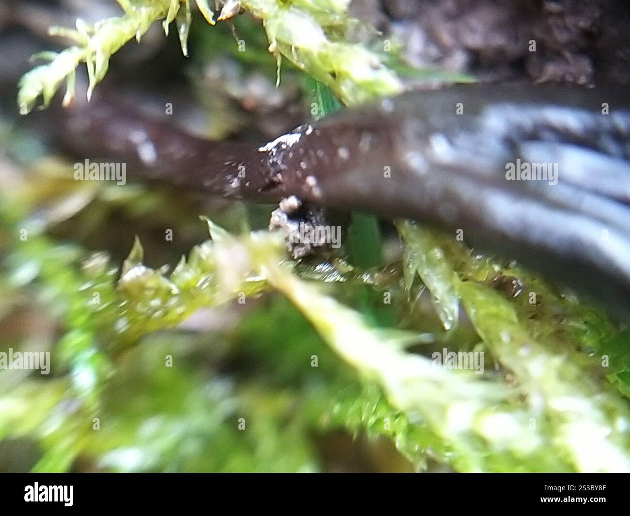Earth Tongues (Geoglossum Stock Photo - Alamy