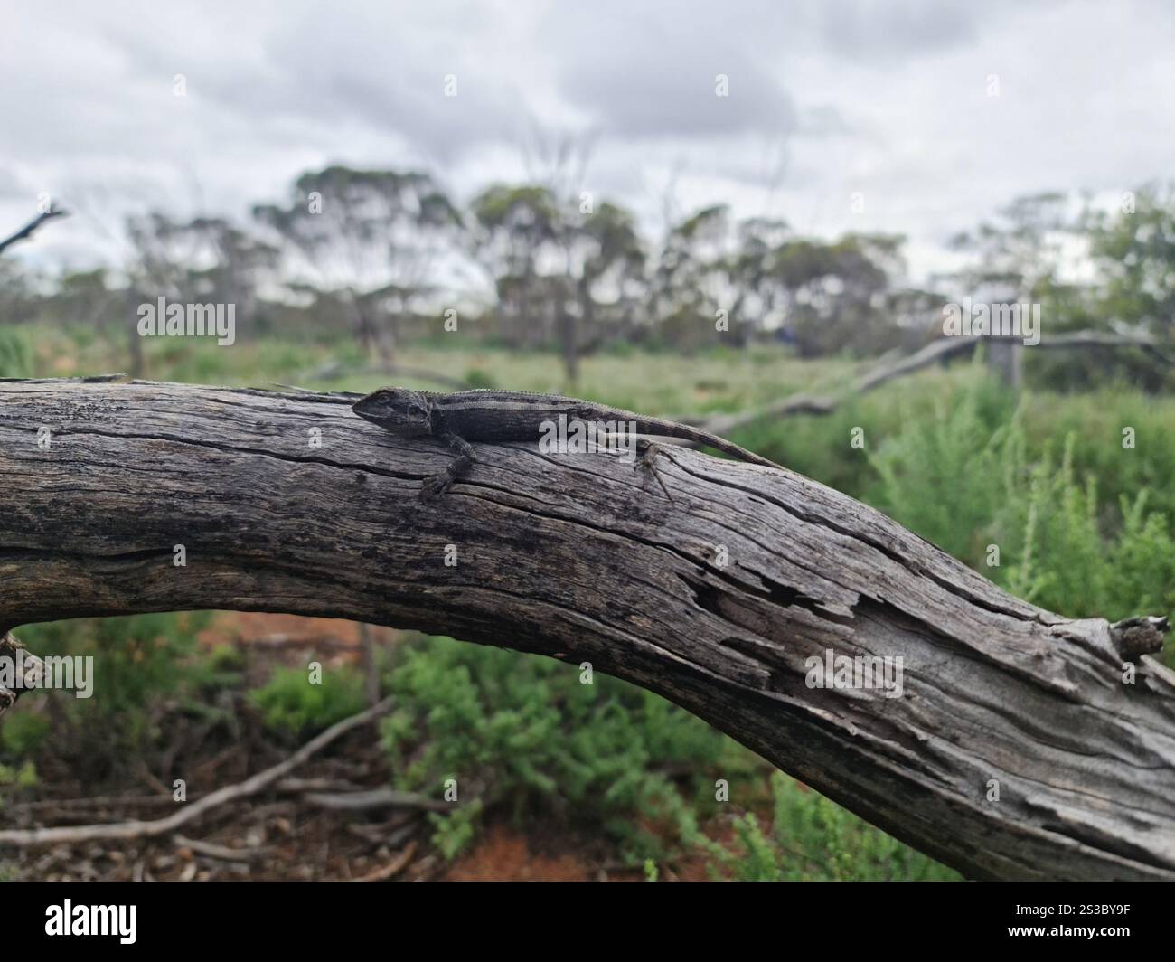 Nobbi Dragon (Diporiphora nobbi Stock Photo - Alamy