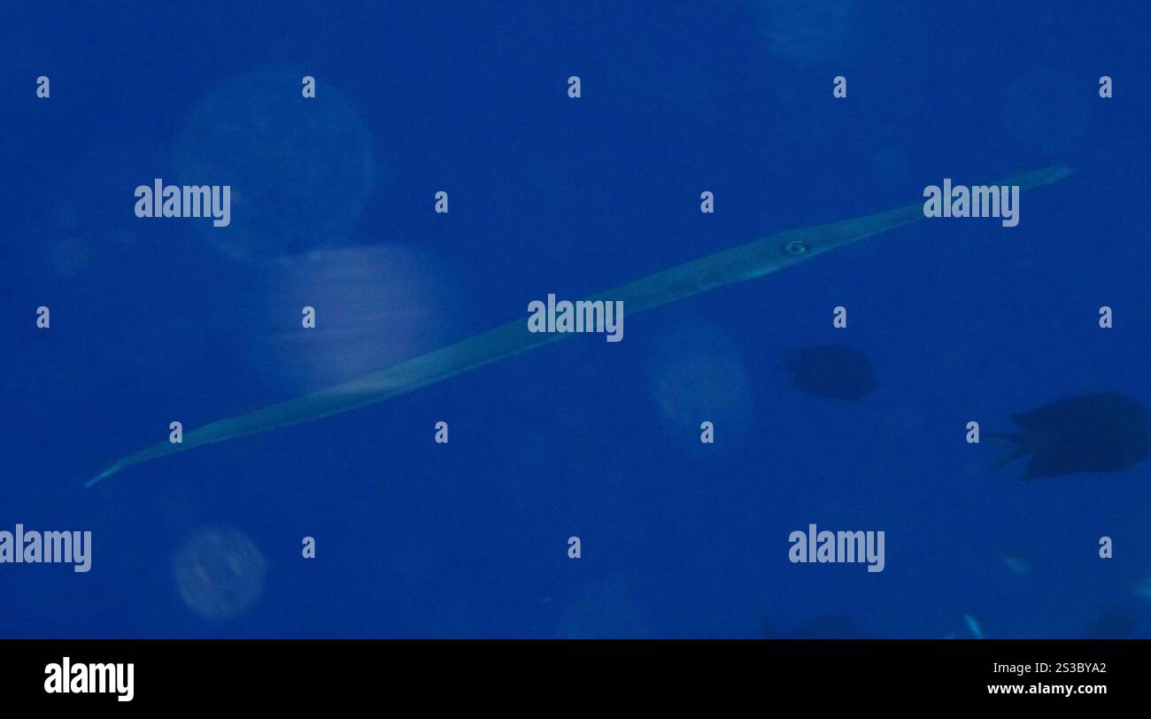 Blue-spotted Cornetfish (Fistularia commersonii Stock Photo - Alamy