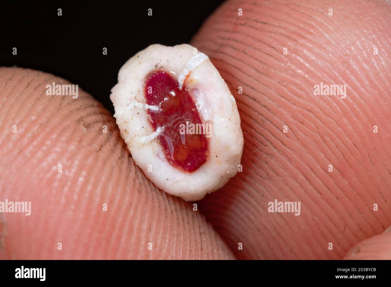 Wax Scales (Ceroplastes Stock Photo - Alamy