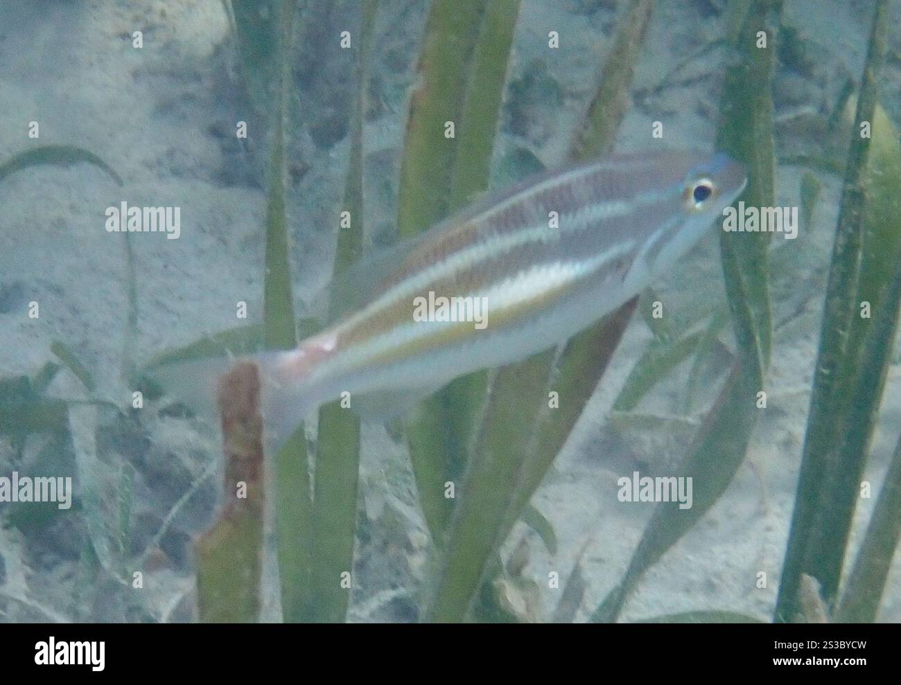 Three-striped Whiptail (Pentapodus trivittatus Stock Photo - Alamy